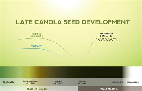 Canola Seed Development Continuum From Late Seed Maturation To Seed