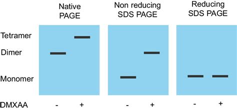 Figures And Data In Reactive Oxygen Species Oxidize Sting And Suppress
