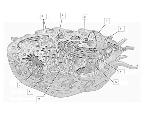 Cell Structure Diagram — Printable Worksheet