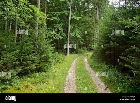 Dirt Path Winding Through A Dense Forest With Lush Greenery Offering A
