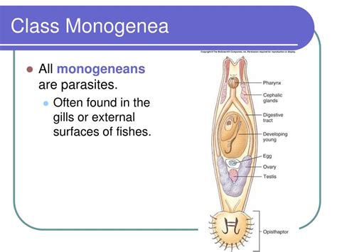Ppt Flatworms Mesozoans And Ribbon Worms Powerpoint Presentation