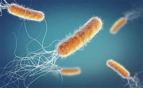 Peran Pseudomonas Putida Dalam Menjaga Lingkungan