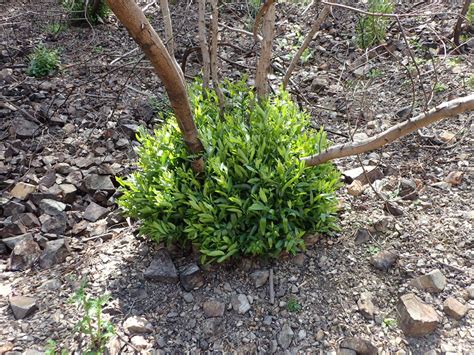 Umbellularia Californica California Laurel Us Forest Service