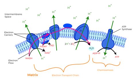 Ncert Solutions For Class 11 Biology Chapter 12 Respiration In Plants