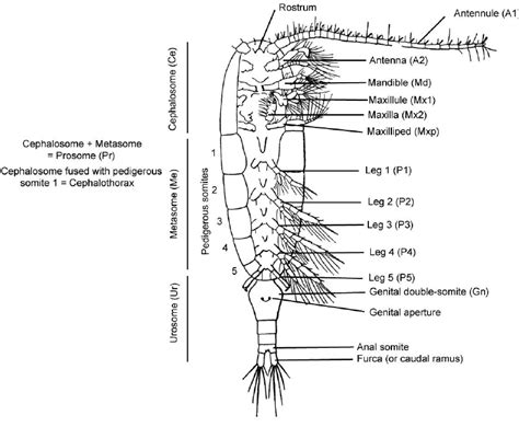 Crustacea Classe Maxillopoda Subclasse Copepoda Calanoida Anatomia Crustacea Crustacean