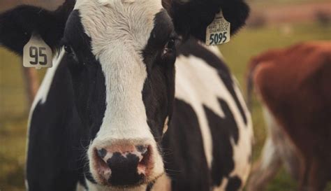 Advanced Algorithm Aims To Optimize Cattle Feeding California Dairy Magazine