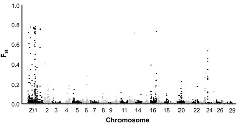 manhattan plot illustrating locus specific fst values differentiating