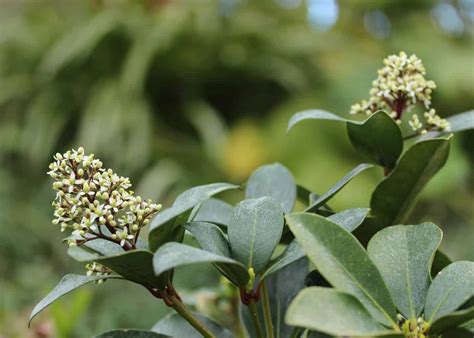 14 Small Evergreen Flowering Shrubs Year Round Garden Gems