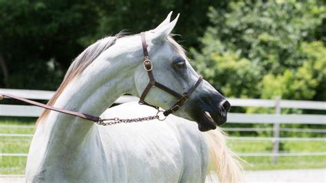 Caballo árabe Puro Origen Y Características