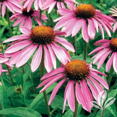 Magnus Purple Coneflower Echinacea Purpurea Magnus Magnolia