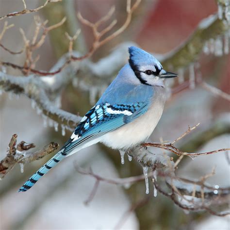 Difference Between Male And Female Blue Jays