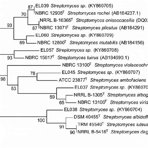 Neighbor Joining Tree Reconstructed Based On 16s Rdna Gene Sequences Download Scientific