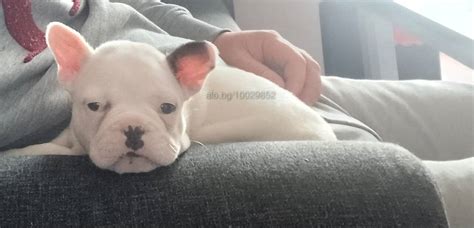 Френския булдог Фландърско бувие 2 месеца Мъжко Чистокръвно Кучета продава Кюстендил