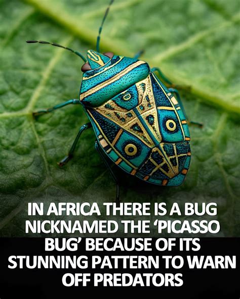 Zen The Picasso Bug Sphaerocoris Annulus Found In Africa Is A Shield Backed Bug Admired