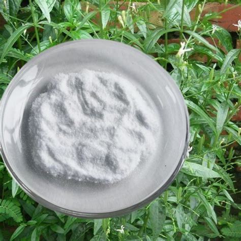 Buy Top Grade Cas 5508 58 7 White Color 10 50 98 Andrographis Paniculata Leaf Extract Hplc