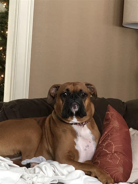 She Wont Stop Staring At Me R Boxer