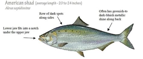River Herring And Shad — Mid Atlantic Fishery Management Council
