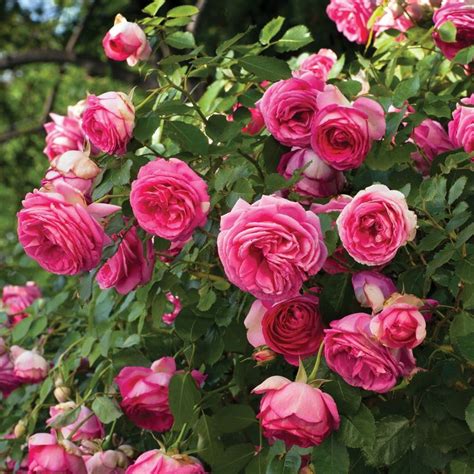 14 Climbing Roses That Add Romance To Any Garden