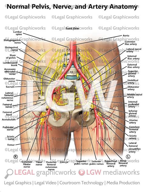 Normal Pelvis Nerve And Artery Anatomy Lgwgo