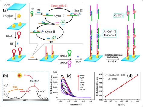 A Schematic Diagrams Of The Biosensor Establishment Process For The
