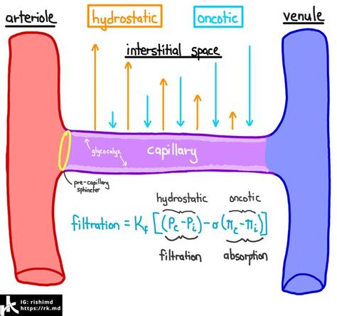 Hydrostatic And Osmotic Pressure In Capillaries Medical School