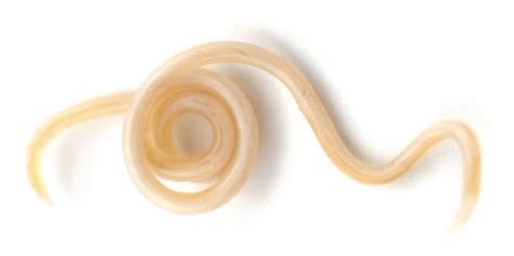 Round Worm Images Common Roundworm Unlocks Fertility Puzzle Monash