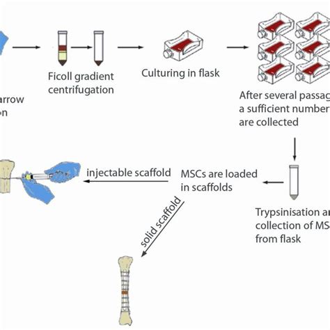 Concept Of Cell Based Tissue Engineering Autologous Stem Cells Are Download Scientific Diagram