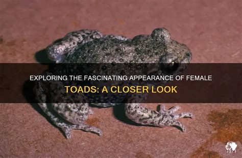 Exploring The Fascinating Appearance Of Female Toads A Closer Look