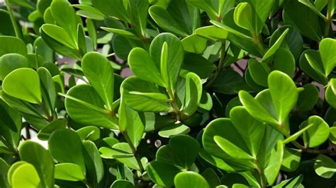 Clusia Clusia Fluminensis ¡planterista