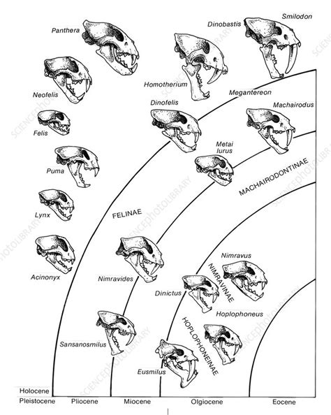 Cat Evolution Illustration Stock Image C0375126 Science Photo