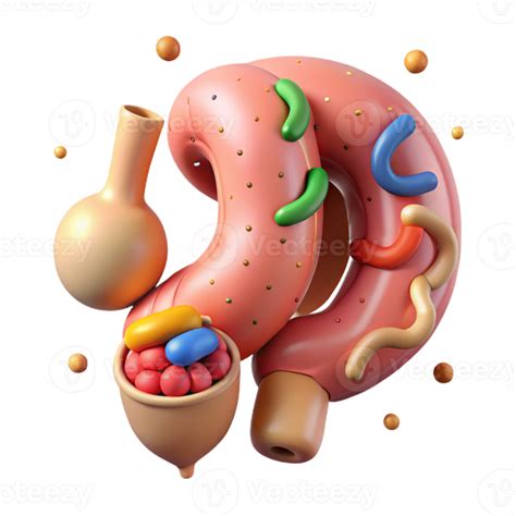 Serene Contemporary Human Appendix Anatomy Isolated For Surgical