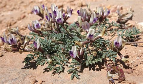 Southwest Colorado Wildflowers Astragalus Deterior And Naturitensis