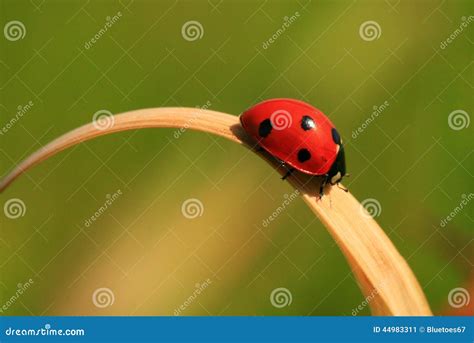 Red Ladybird Ladybug On Single Blade Of Grass Stock Image Image Of Autumn Pretty 44983311