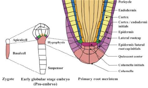 Morphogenesis And Organogenesis In Plants Mcq Free Pdf Objective Question Answer For