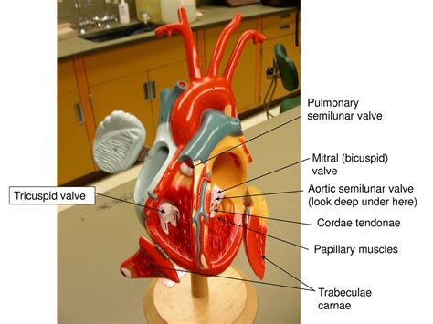 Aortic Semilunar Valve
