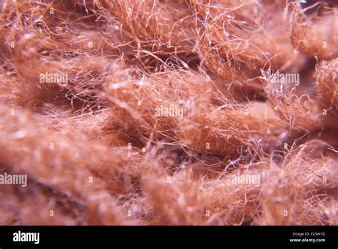 Wool Under The Microscope At Wilma Aron Blog