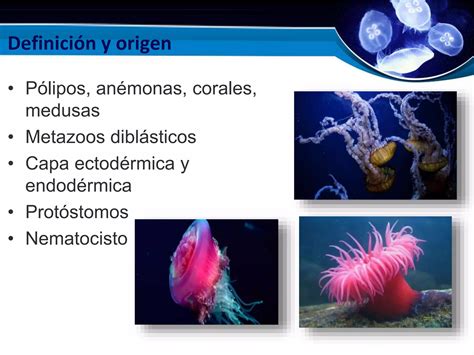 Los Cnidarios Ppt