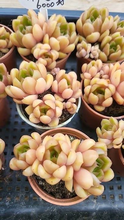 백설다육식물 Succulent 산골다육이 Youtube