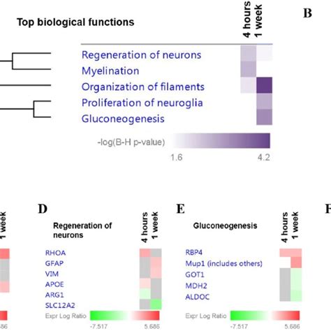 Functional Classification Of The Differentially Expressed Csf Proteins