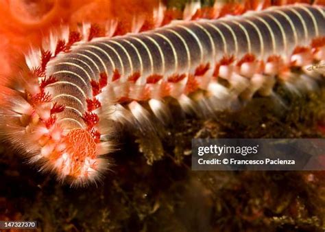 Polychaete Worms Photos And Premium High Res Pictures Getty Images