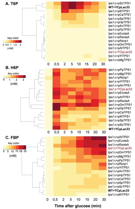 Trehalose 6 Phosphate Promotes Fermentation And Glucose Repression In
