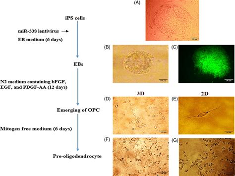 Outline Of The Protocol Used For Ipsc Differentiation Into