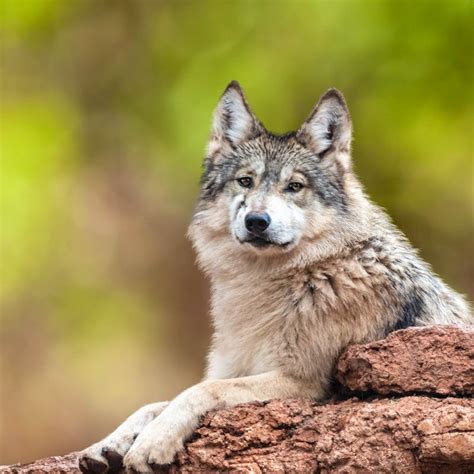 Defenders Statement On Investigation Into The Death Of A Mexican Gray