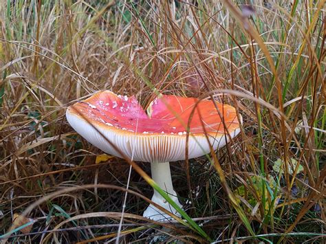 Toadstool Grass Free Photo On Pixabay Pixabay