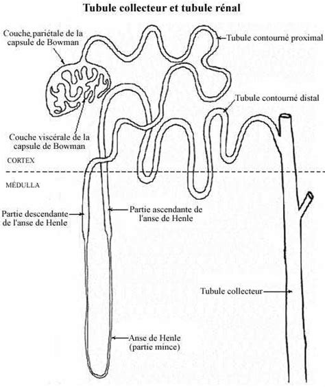 Schema Glomerule Renal