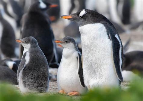 Os Pinguins Têm Joelhos Veja A Resposta Para Esta Dúvida Animal