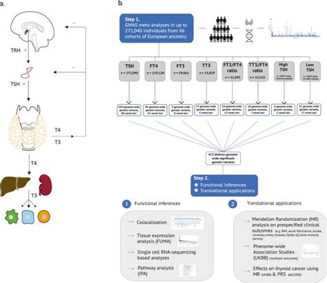 Multi Trait Analysis Characterizes The Genetics Of Thyroid Function And