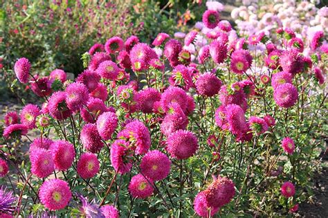 11 Of The Best Pink Aster Varieties Gardeners Path