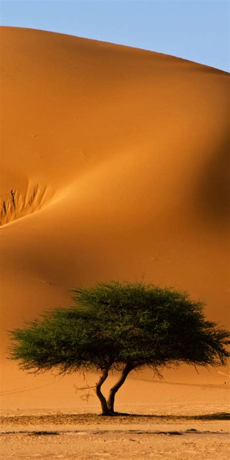 Phone Wallpaper Earth Desert Sahara Dune Tree Africa Algeria