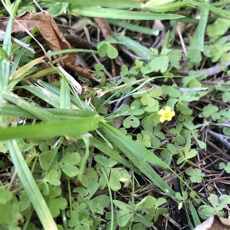 Types Of Broadleaf Plants Broadleaf Weeds In Lawns Solvepest